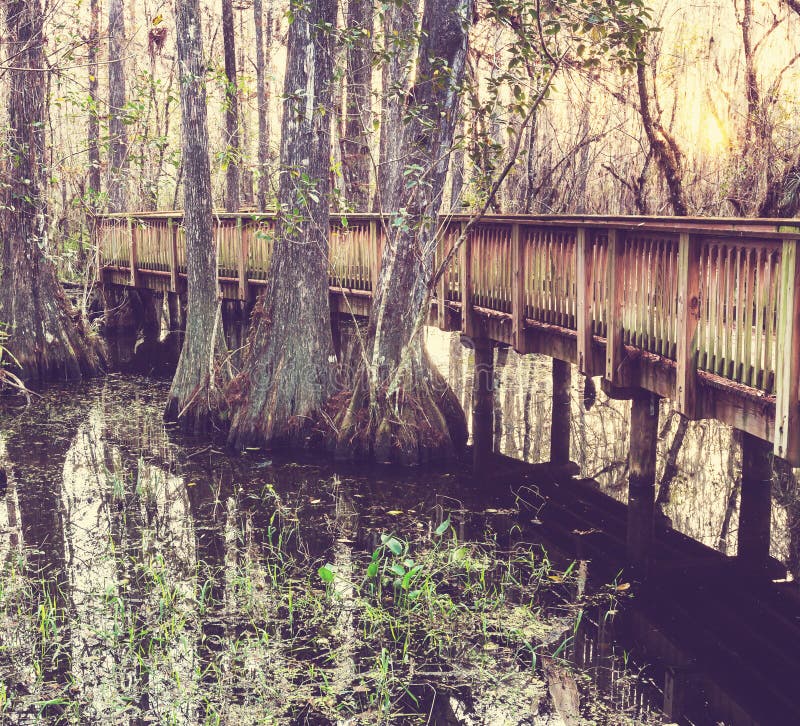 Boardwalk in swamp stock photo. Image of adventure, destinations - 54160834