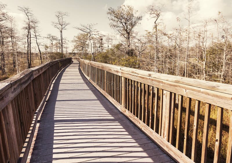 Boardwalk in swamp stock photo. Image of destinations - 54160862