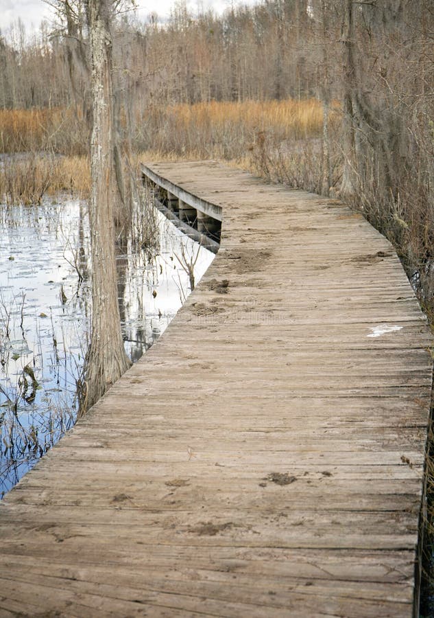 Boardwalk through swamp stock photo. Image of sawgrass - 22627352