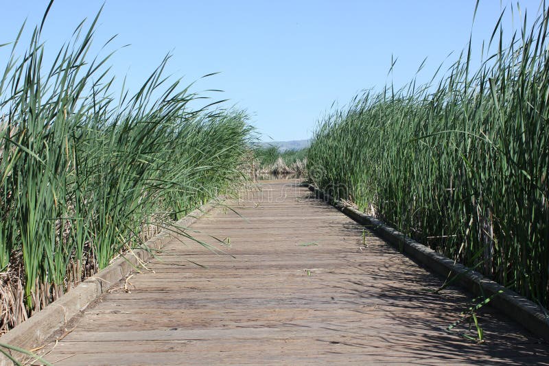 Tidal Marsh stock image. Image of coast, tide, wetland - 1063457