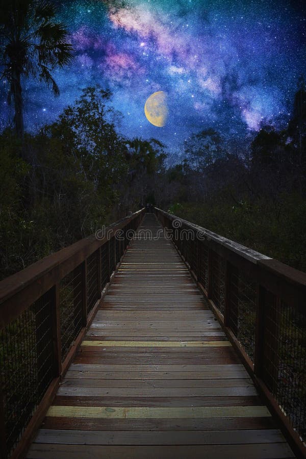 Boardwalk trail at night stock photo. Image of tree - 209821790