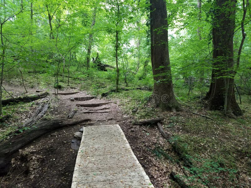 Boardwalk Trail or Path with Mesh for Traction in the Forest or Woods ...