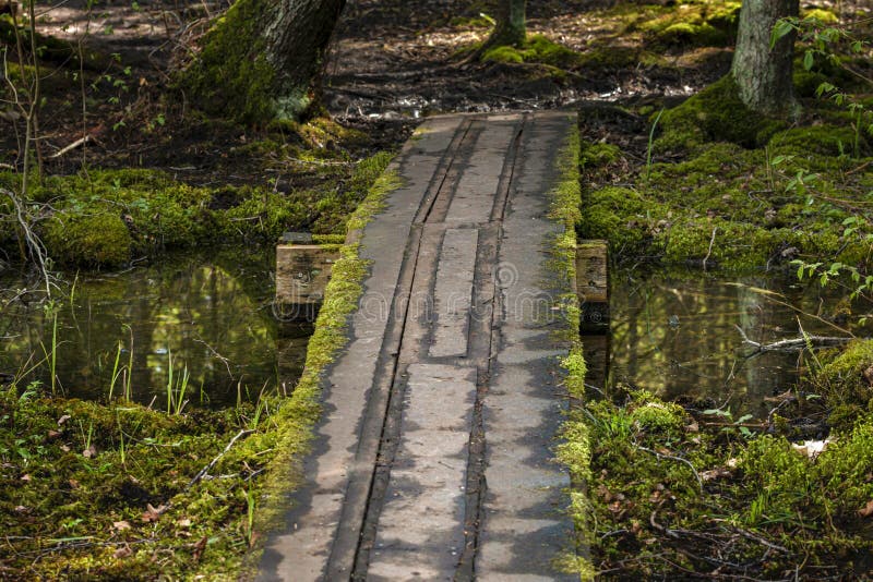 Boardwalk Walk Path in Forest Over Water with Moss Stock Image - Image ...