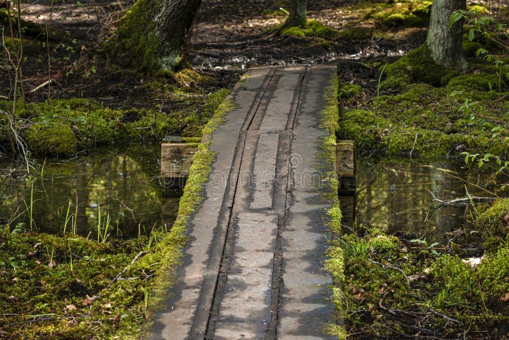 Boardwalk Walk Path in Forest Over Water with Moss Stock Image - Image ...