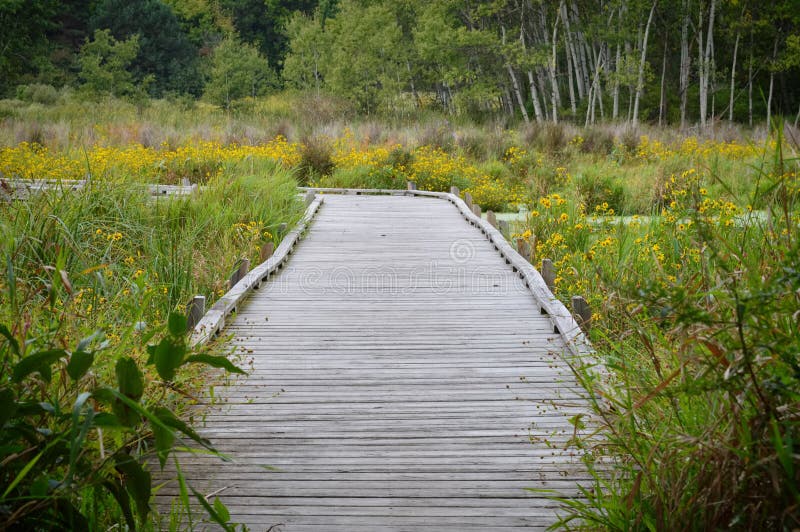 A boardwalk in the wetland stock photo. Image of view - 99893402