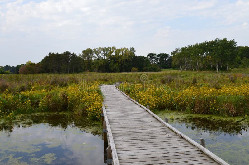 A boardwalk in the wetland stock photo. Image of backdrop - 99896608