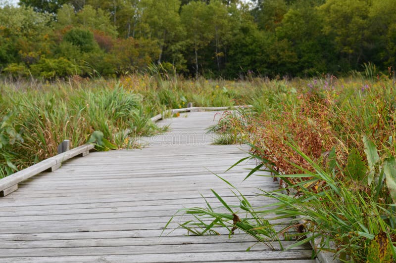 A boardwalk in the wetland stock image. Image of springtime - 99899219
