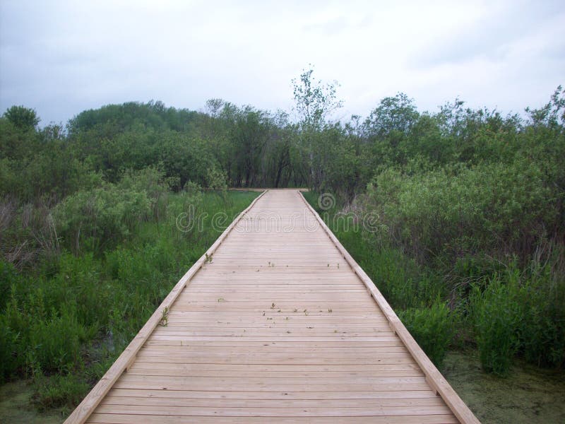 Boardwalk through the Wetland Stock Image - Image of close, open: 55032877