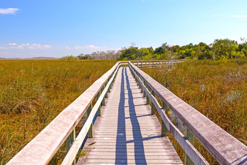 Deck in Everglades National Park Stock Image - Image of swamp, park ...