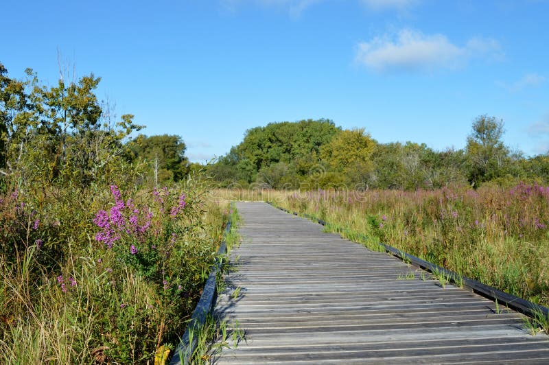 A boardwalk in the wetland stock image. Image of explore - 99896719