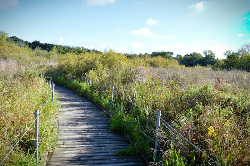Boardwalk in the Wetland stock image. Image of backdrop - 77309777