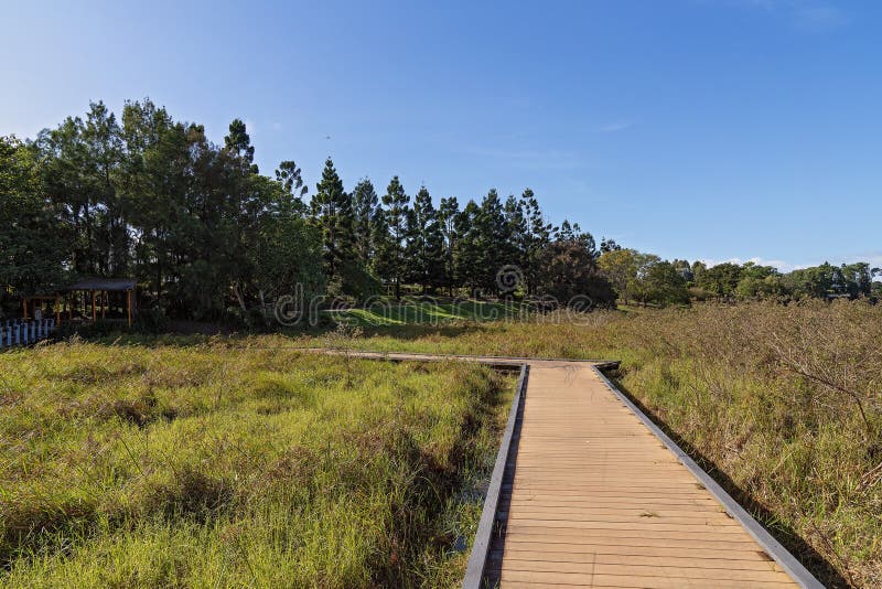 Boardwalk through Wetlands stock photo. Image of road - 220441024