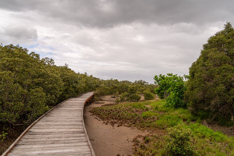 Winding Boardwalk stock image. Image of country, sunrise - 208296385
