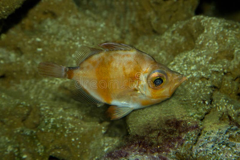 The Boarfish Capros aper. stock photo. Image of tropical - 161722708