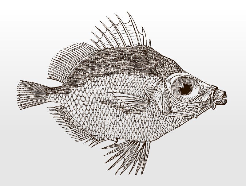 Boarfish, Capros Aper from the Atlantic Ocean in Side View Stock Vector ...
