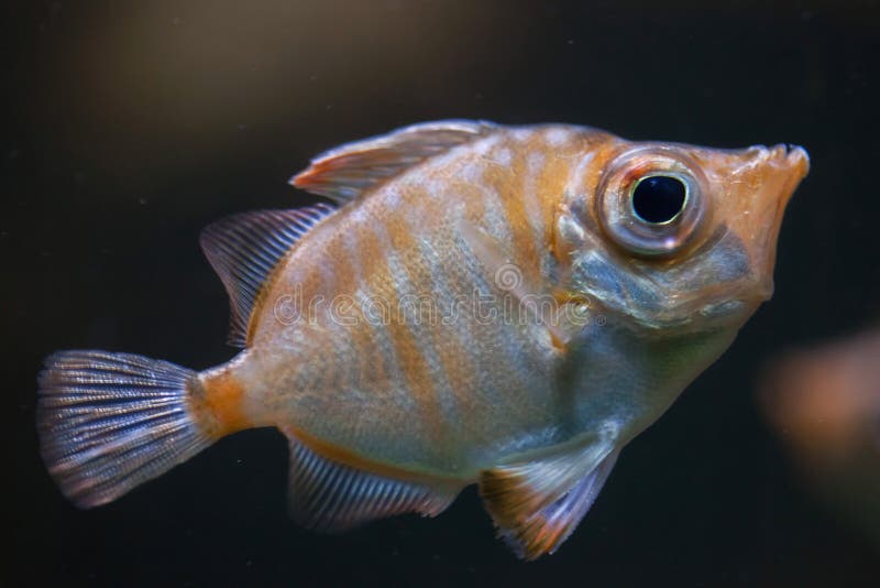 Boarfish (Capros aper). stock photo. Image of wildlife - 77683264