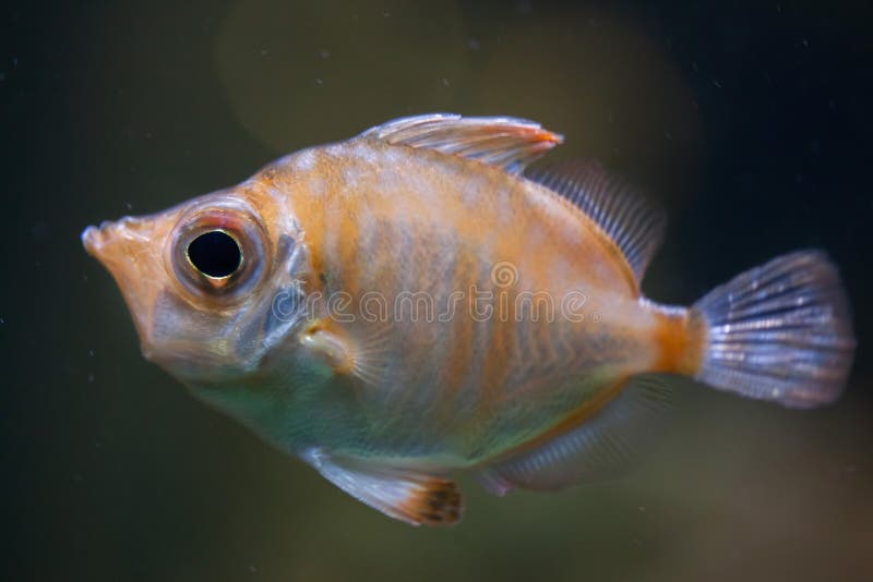 Boarfish Capros aper stock image. Image of britain, capros - 144784409