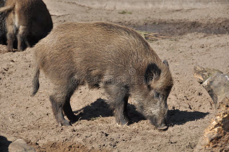 Boars stock image. Image of boar, livestock, hunting - 23380819