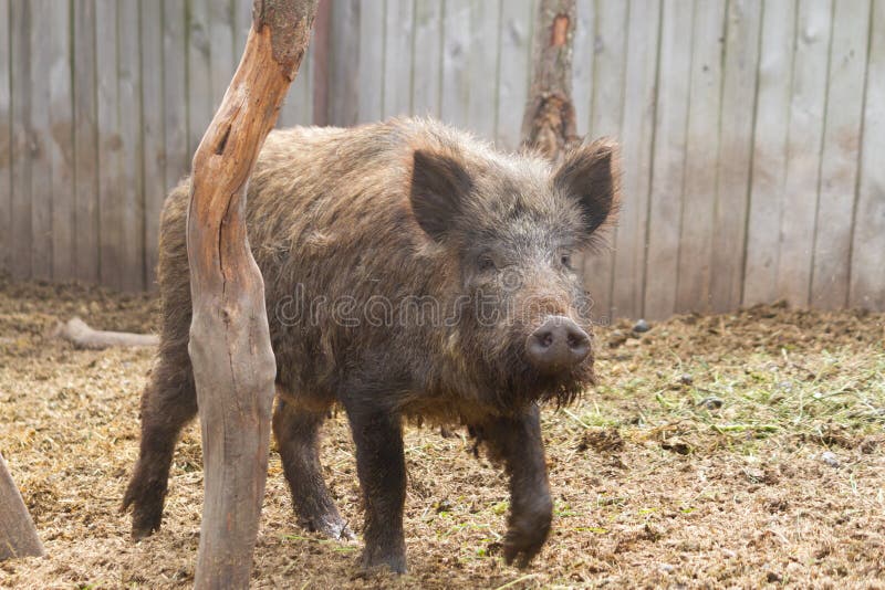 Boars in the mud stock photo. Image of black, wood, omnivore - 255737212