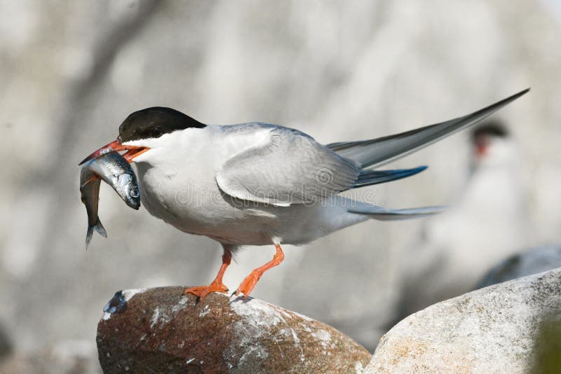 Boaster stock image. Image of common, look, confrontational - 15644107