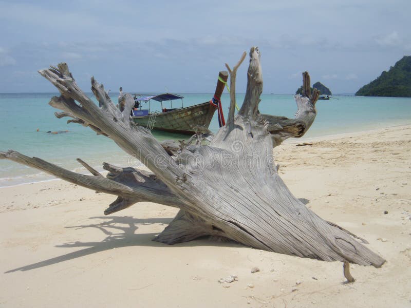 BOAT BEACH TREE editorial photo. Image of andaman, sailing - 86170176