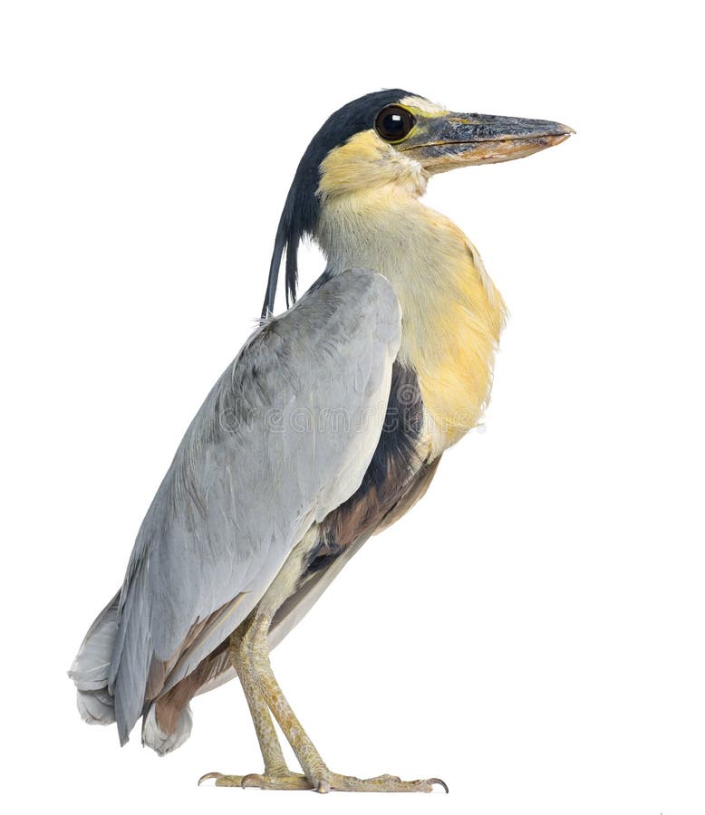 Boat-billed Heron; Boatbill - Cochlearius Cochlearius Stock Image ...