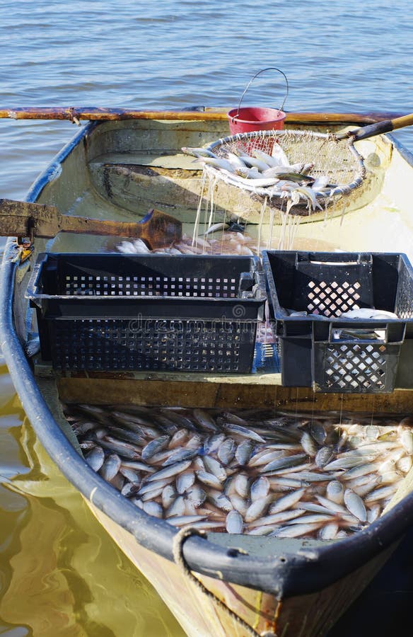 Boat with Catch of Fish Coregonus Stock Image - Image of container ...