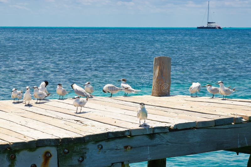 A Boat Dock Sitting in a Beautiful Blue Ocean Stock Image - Image of ...