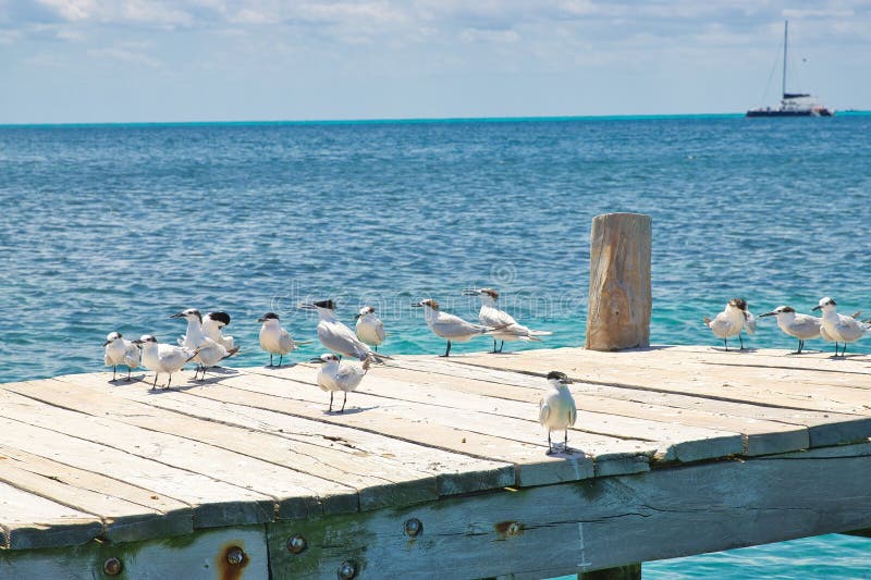 A Boat Dock Sitting in a Beautiful Blue Ocean Stock Image - Image of ...