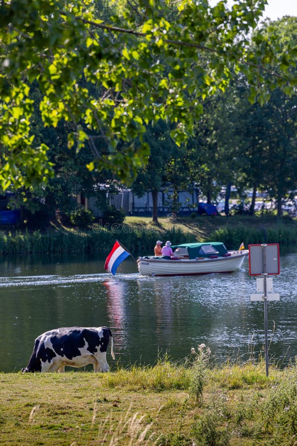 Boat with Dutch Flag and Cow on Shore Stock Image - Image of domestic ...