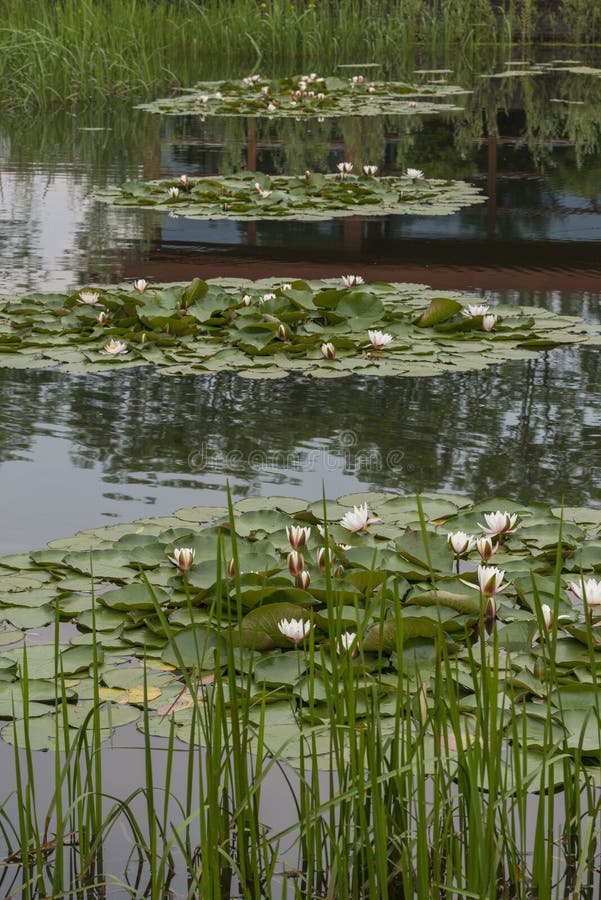 Boat Floating among Lily Pads on the Water Stock Image - Image of flora ...