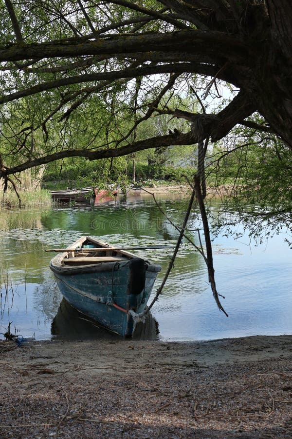 Boat in the Lake is Tied To a Tree. Stock Image - Image of boat, lake ...