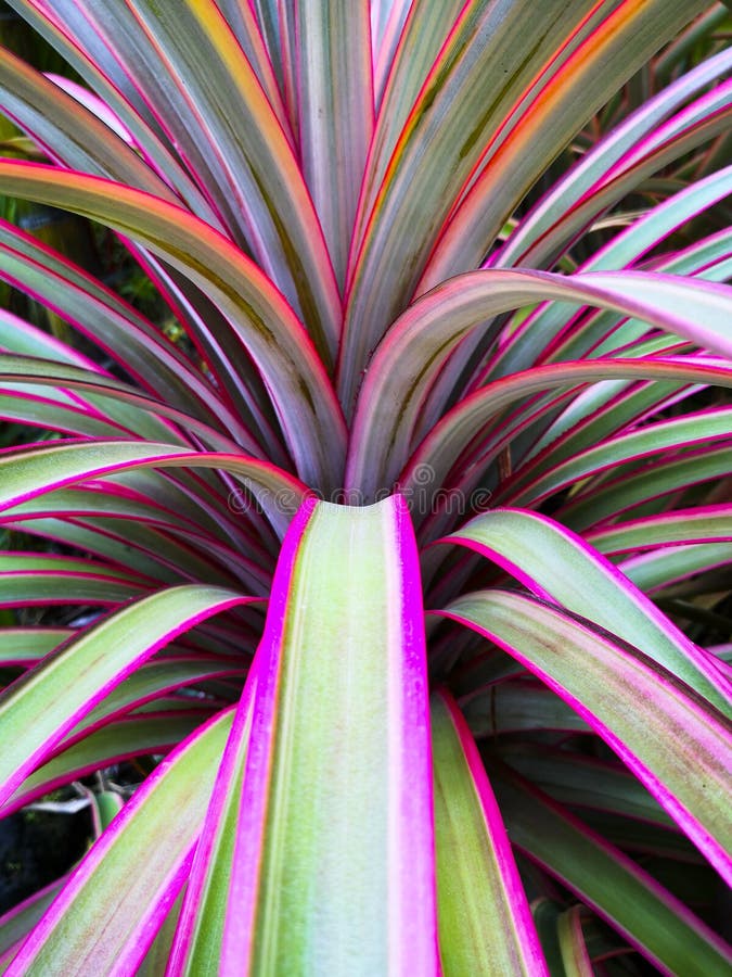 Boat Lily Desktop Background, Focus Forward Stock Image - Image of ...