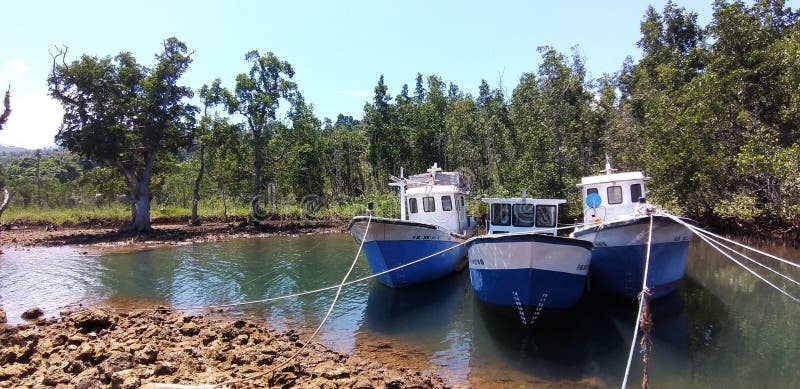 Boat in Mangrove Forest Coastline Stock Photo - Image of coast ...