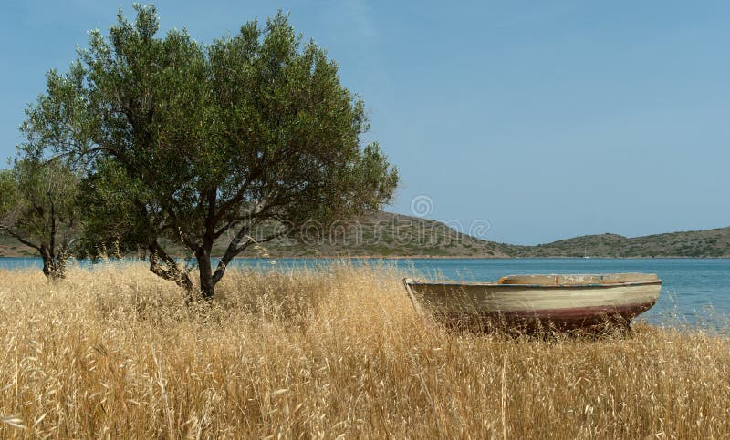 Boat on Mediterranean Shore Near Olive Tree Stock Photo - Image of ...