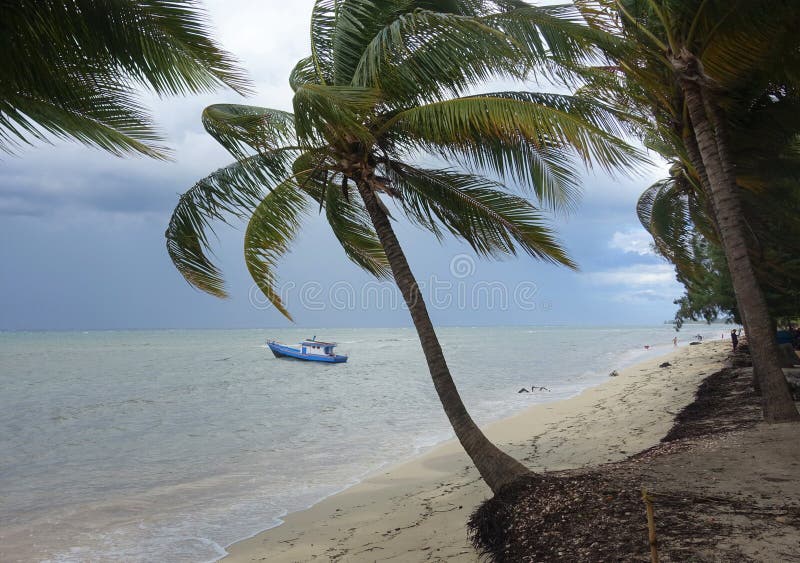 The boat and the palm tree stock image. Image of palm - 203393143