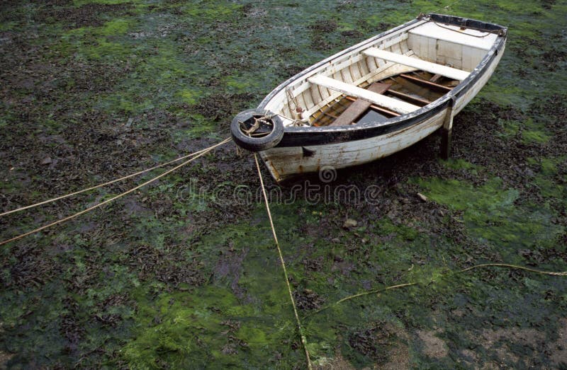 Boat in Poor Condition at Low Tide Stock Image - Image of green, boat ...