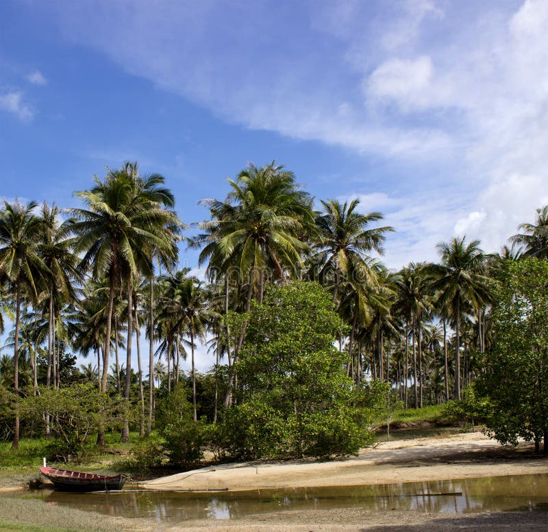 Boat on the River Under the Coconut Trees Stock Photo - Image of summer ...