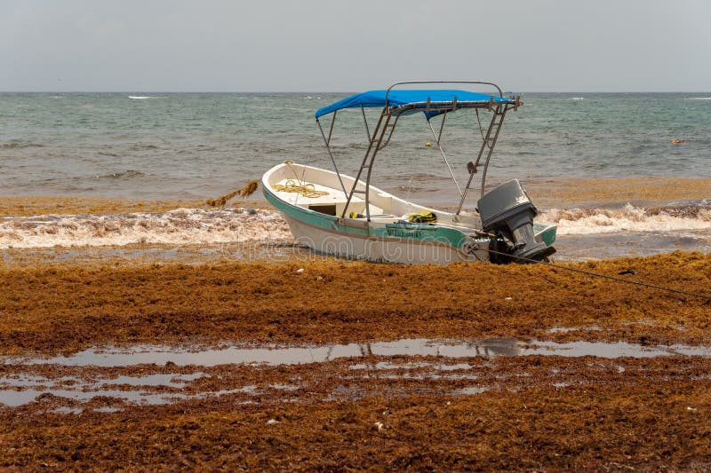 Boat Surrounded by Sargassum Seaweed. Editorial Photo - Image of dawn ... Boat Surrounded by Sargassum Seaweed. Editorial Photo - Image of dawn ...