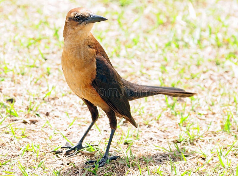 Boat Tailed Crackle stock image. Image of tropical, southern - 12068805