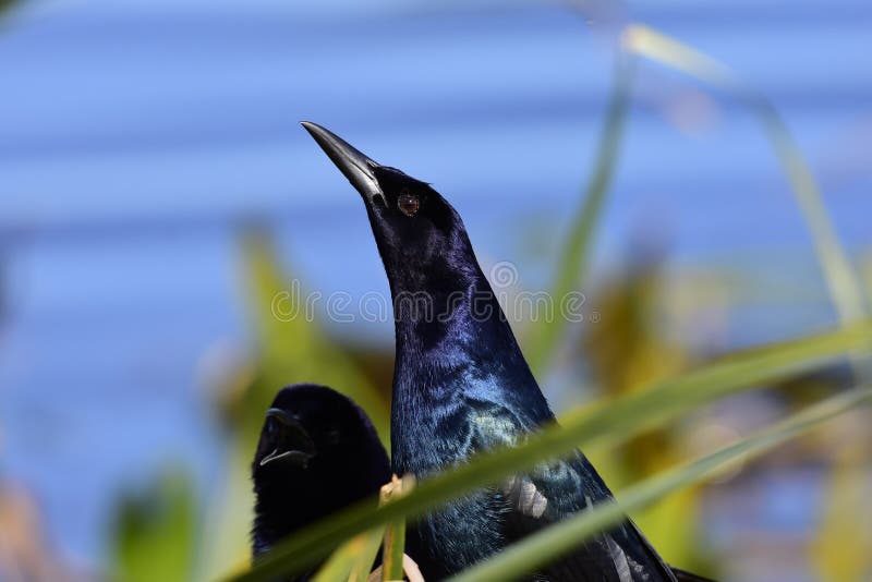Boat Tailed Gackle stock photo. Image of bold, wildlife - 66805540