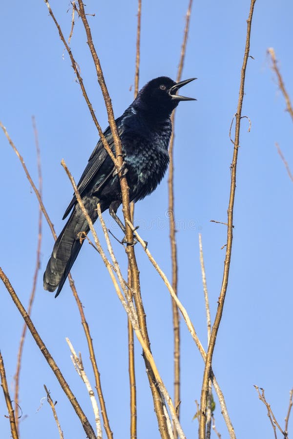 Boat-tailed Grackle Passerine Bird Beach Avian of South Florida Miami ...