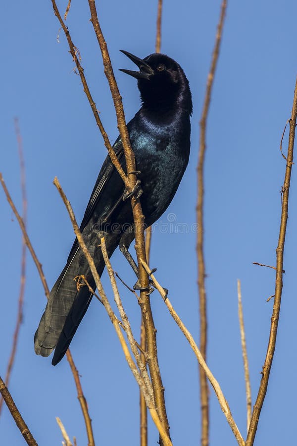 Boat-tailed Grackle in a Tree Stock Photo - Image of feathers ...