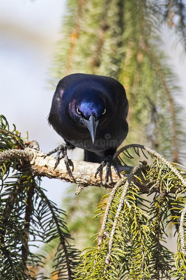 Boat-tailed Grackle Standing in a Tree Stock Image - Image of grackle ...