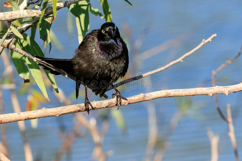Boat-tailed Grackle Passerine Bird Beach Avian of South Florida Miami ...