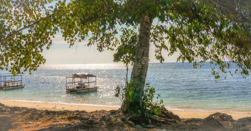 Boat and tree on a beach stock photo. Image of blue - 191534608