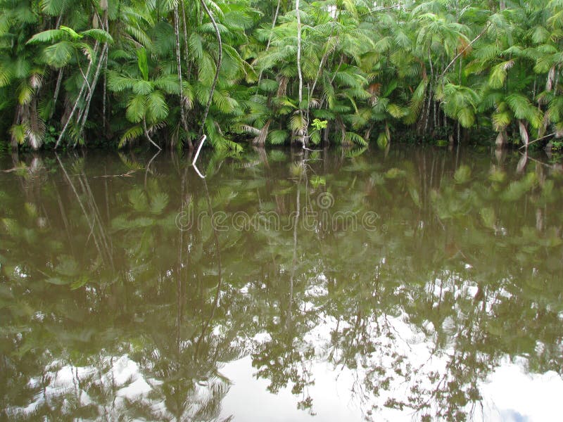 Boat Trip on the Una River- Riparian Forest Stock Photo - Image of ...