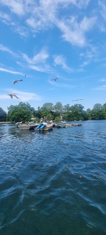 Boating Lake Birds Lake Sky Birdswatching Stock Photo - Image of ...