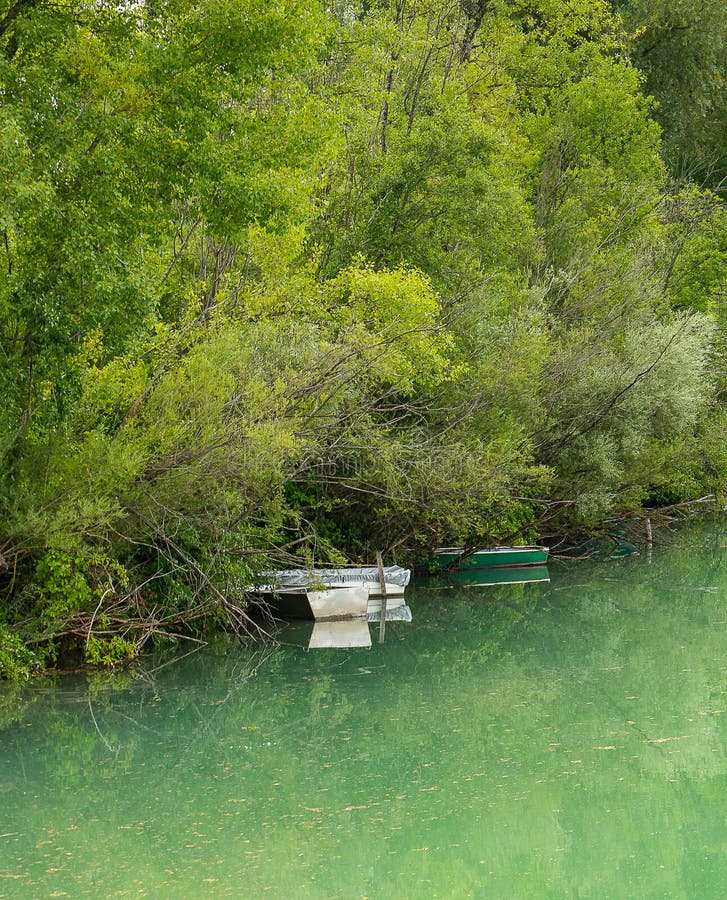 Boats tied to trees stock photo. Image of forest, water - 95754950