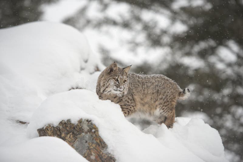 Bob Cat Perched in the Snow Stock Photo - Image of handsome, panther ...